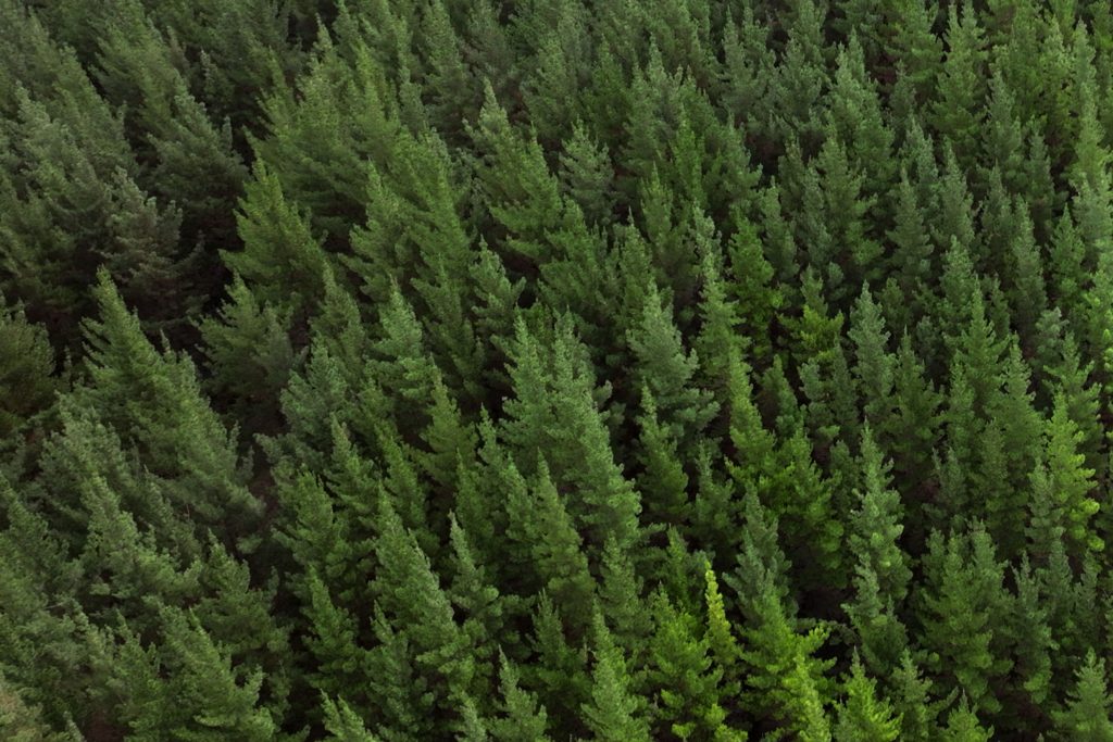 Sustainability | Imbue Wood | Rapidly Renewable Alternative